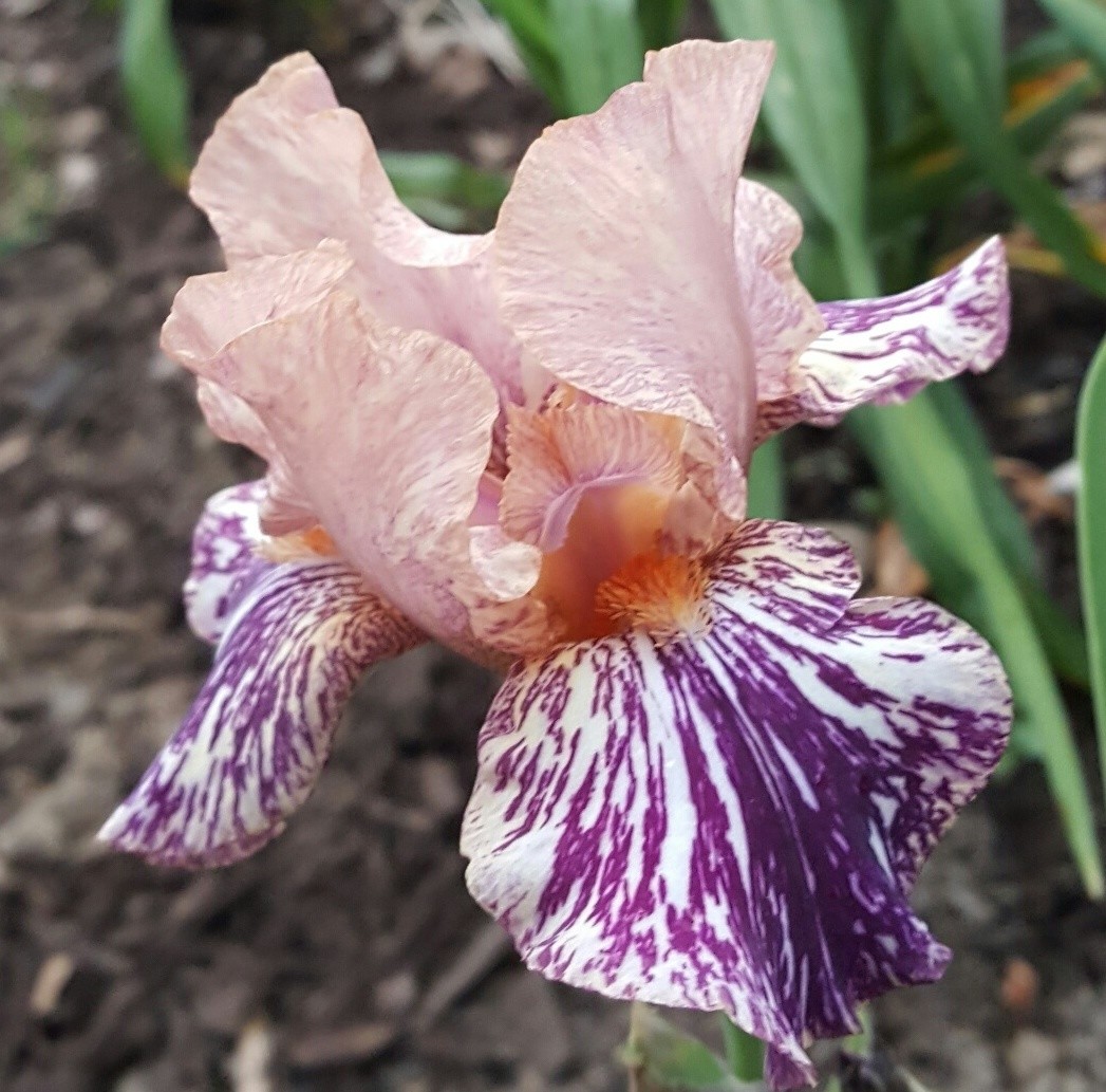 MEERKAT MANOR Broken Color Iris