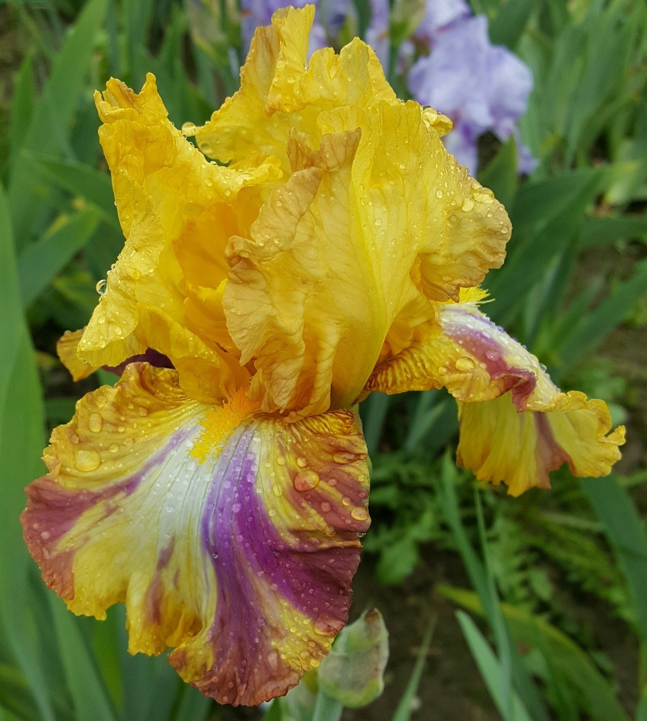 LIGER Broken Color Iris