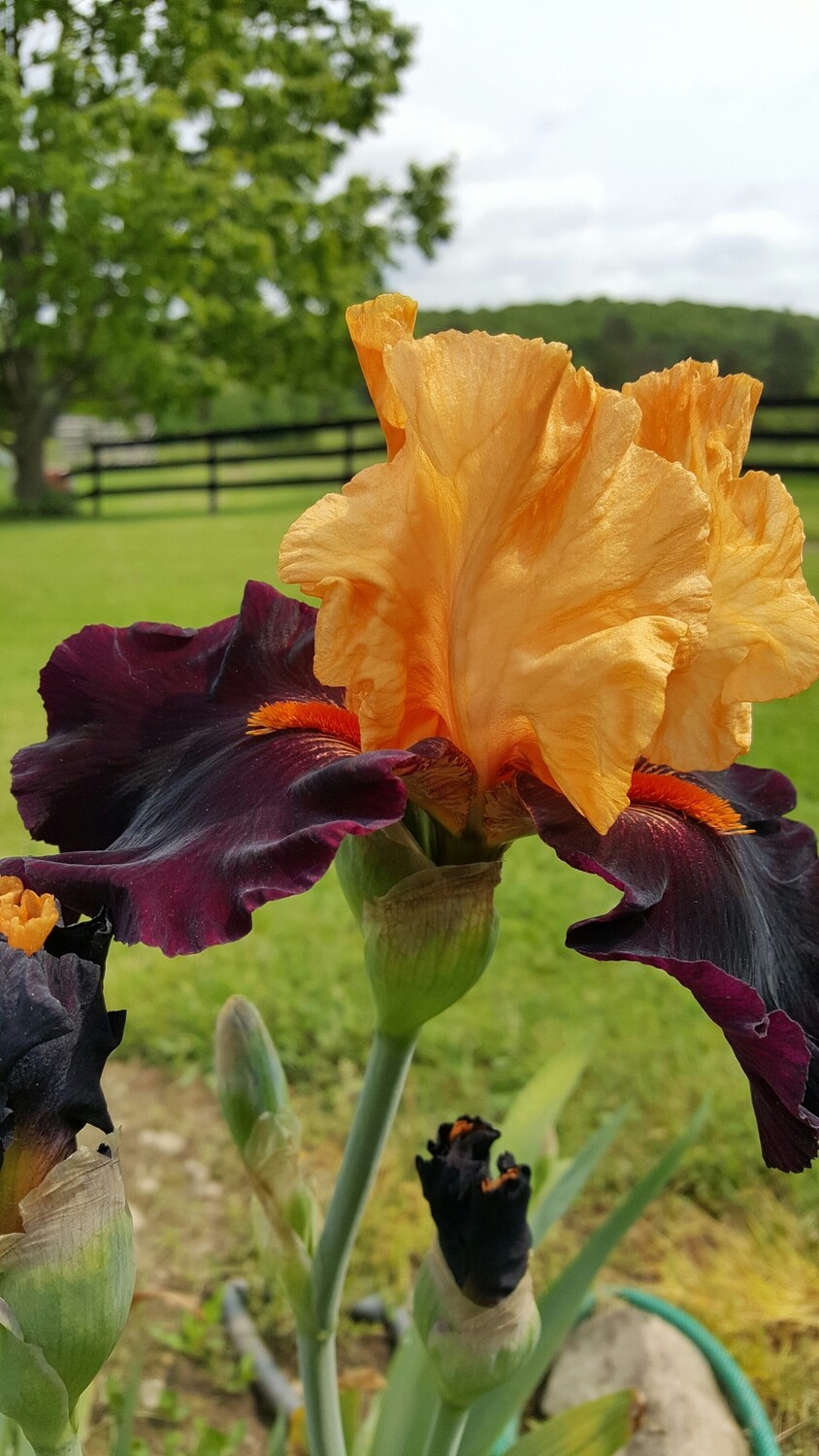 BRILLIANT DISGUISE Tall Bearded Iris