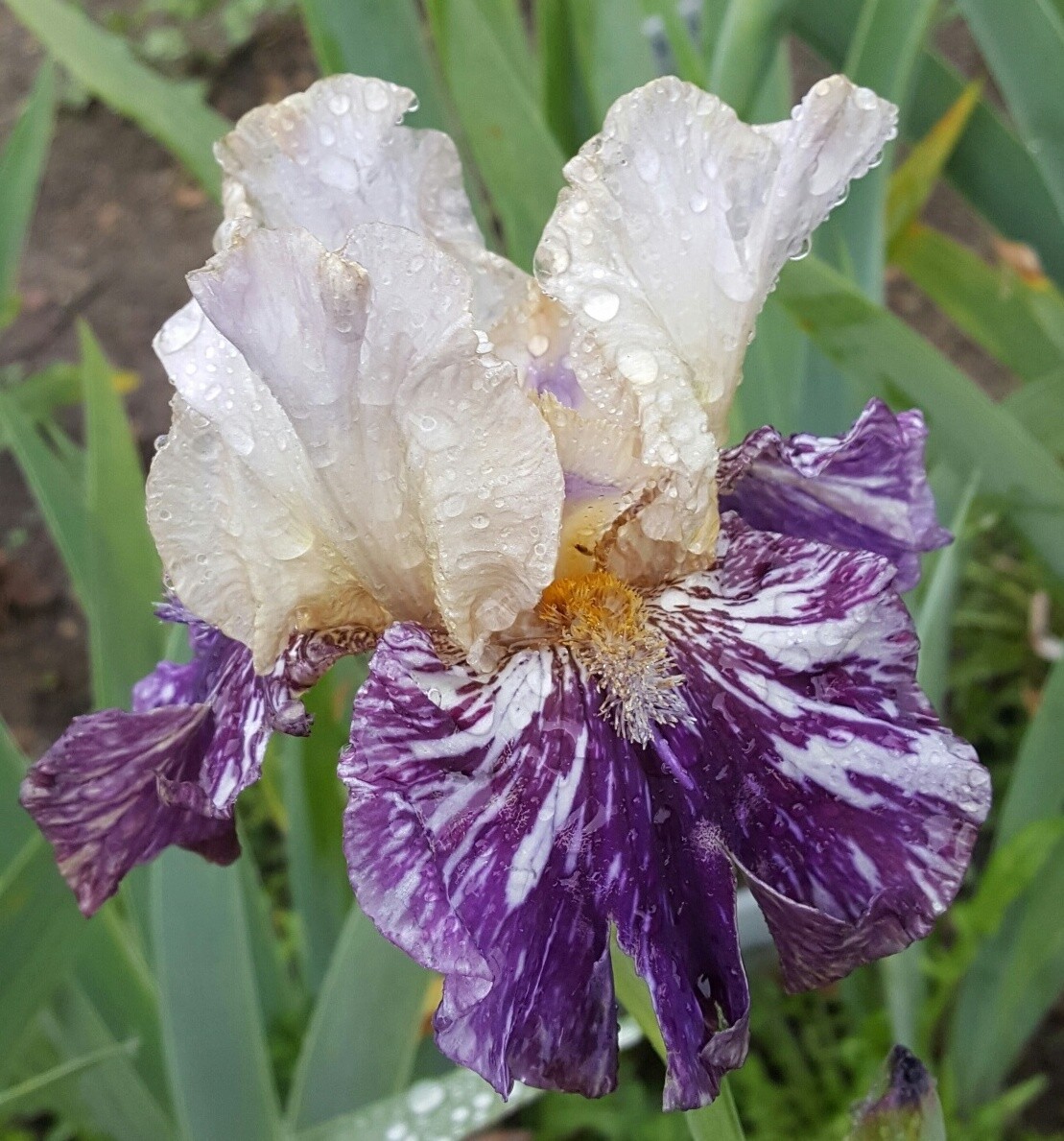 Broken Color Iris - BREAKING POINT