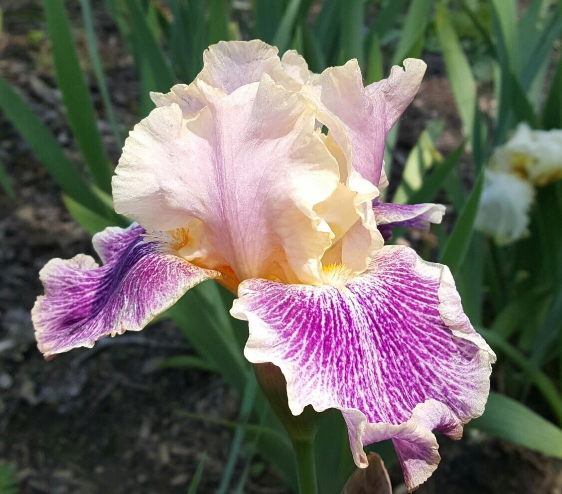 FLIGHTS OF FANCY Tall Bearded Iris