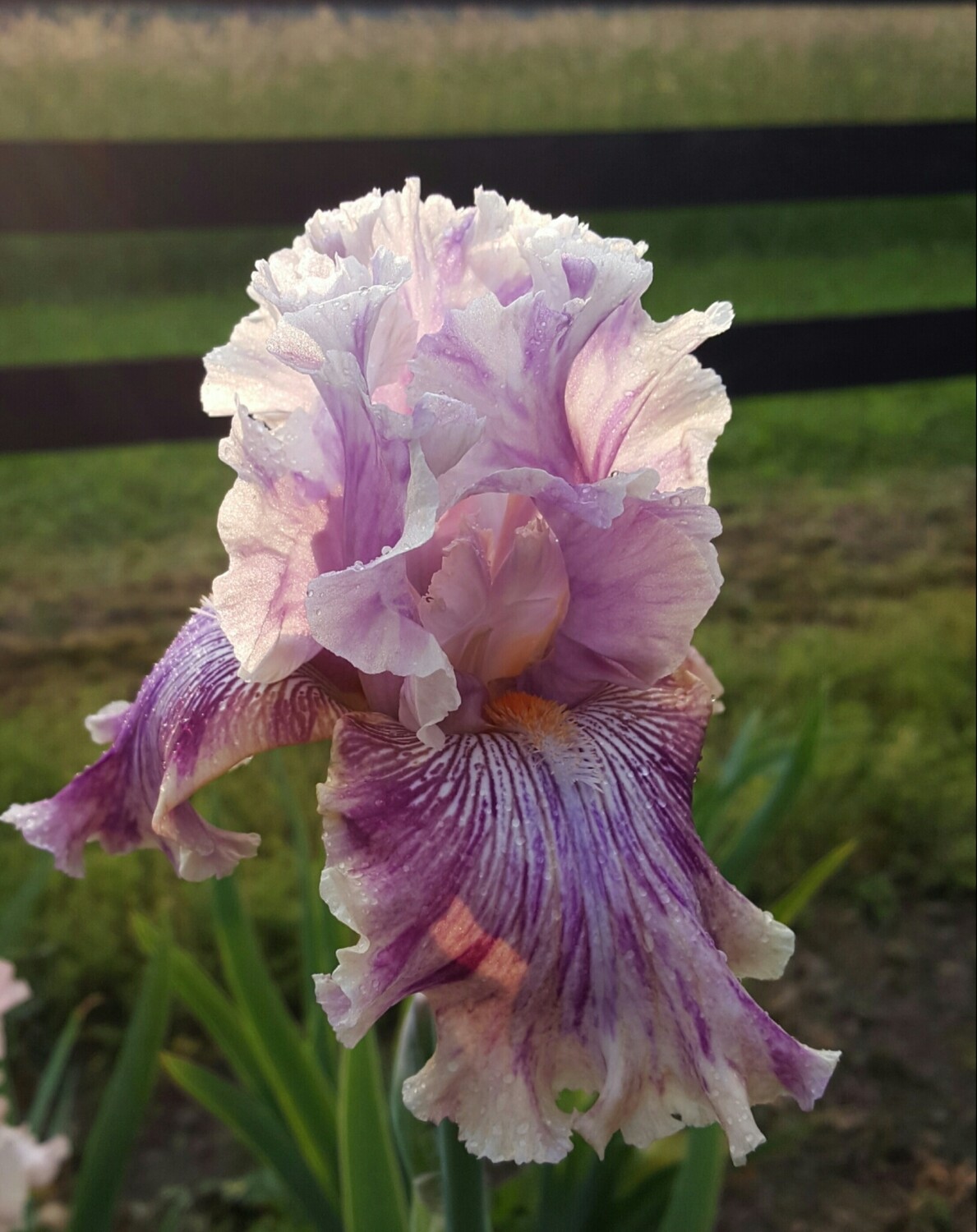 Broken Color Iris - DIE LAUGHING