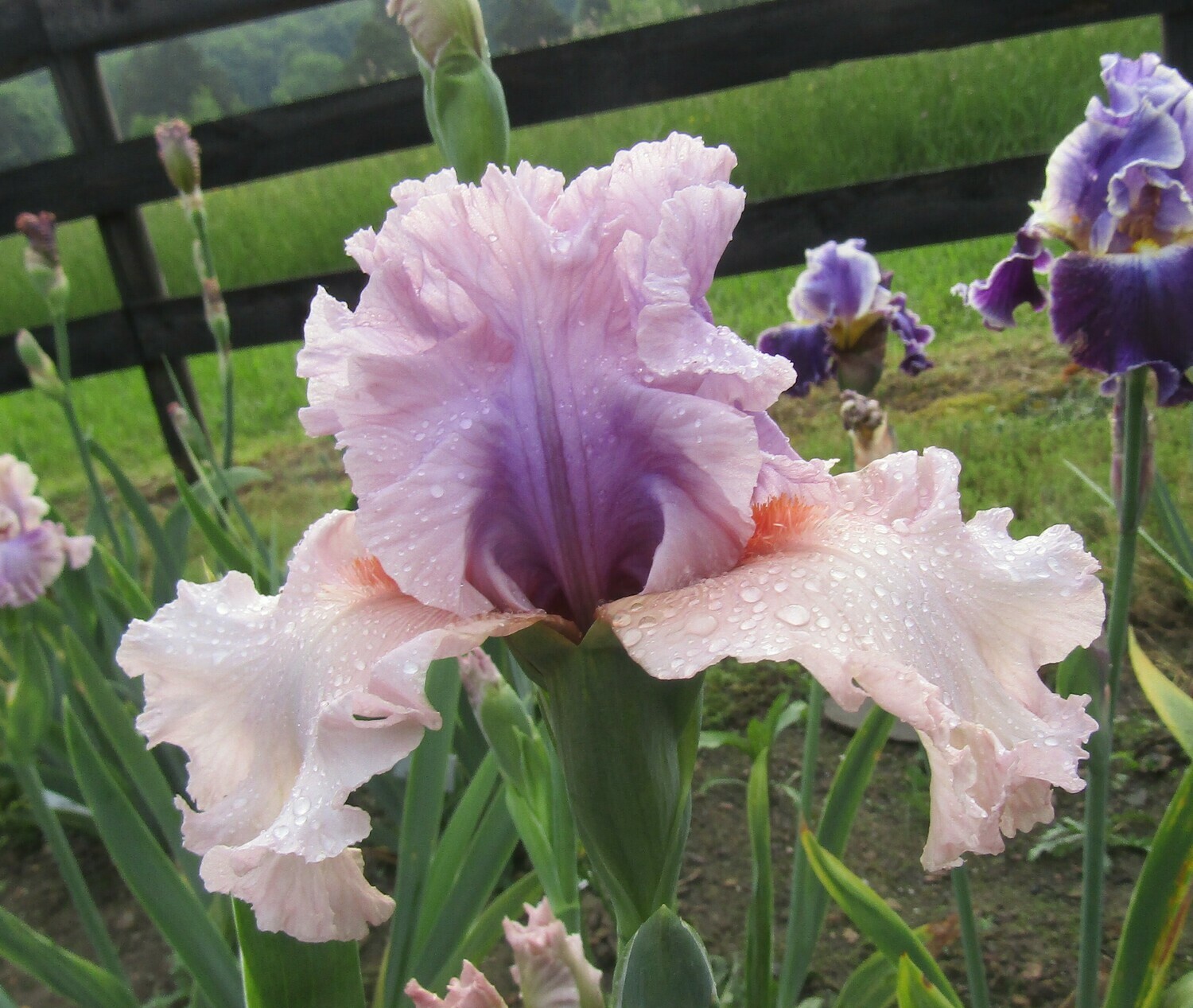 ADVANCED DEGREE tall bearded iris