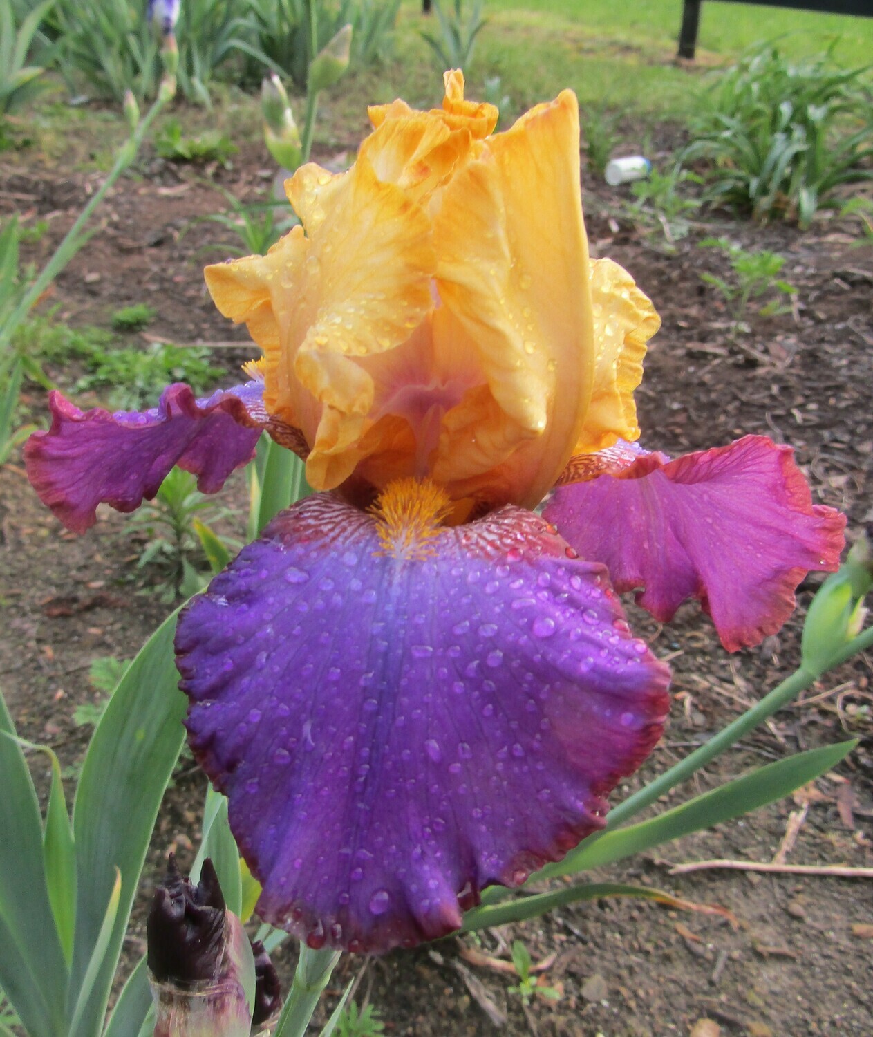 BOLD ACCENT Tall Bearded Iris