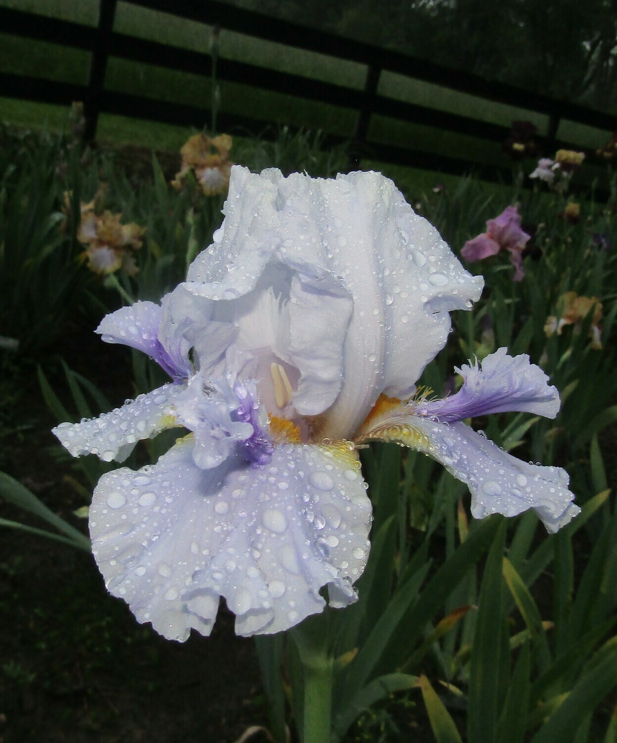 ICE FOR BRICE Tall Bearded Iris