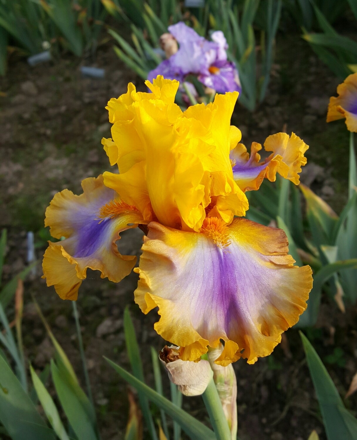 GOOD MORNING SUNSHINE Tall Bearded Iris