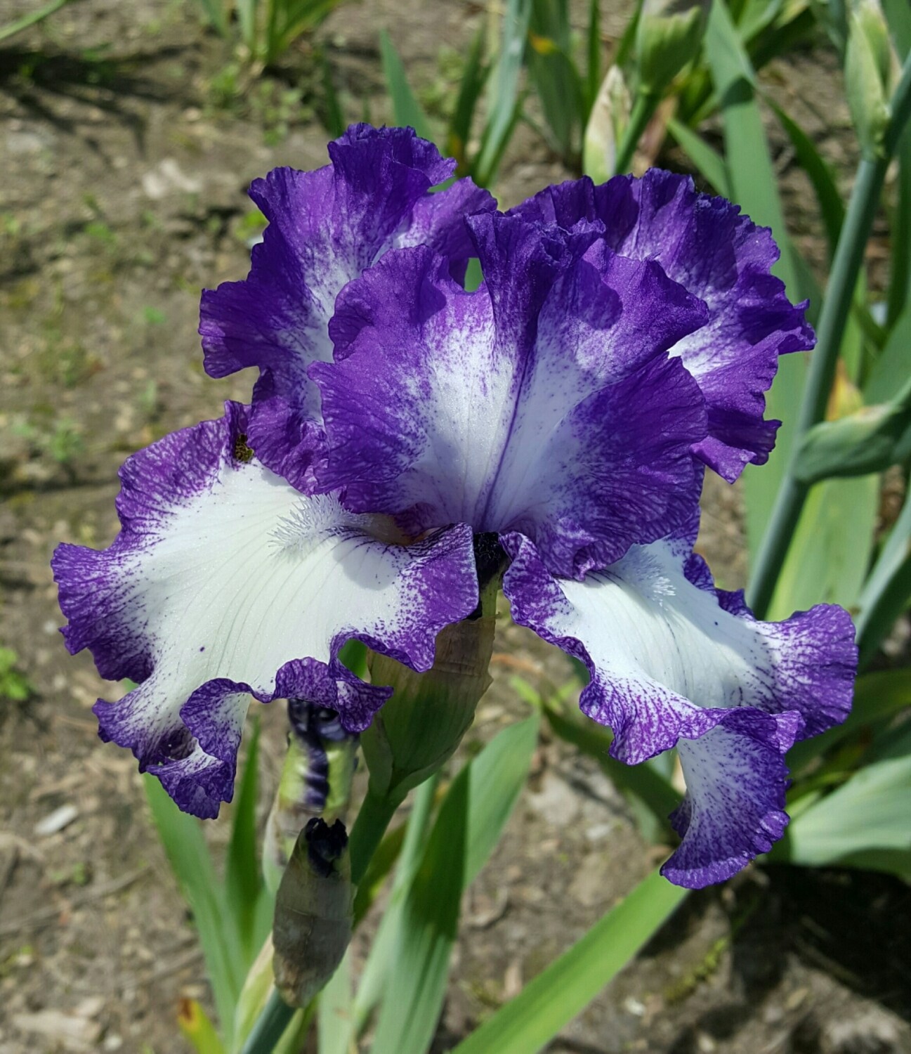AMERICAN CLASSIC tall bearded iris
