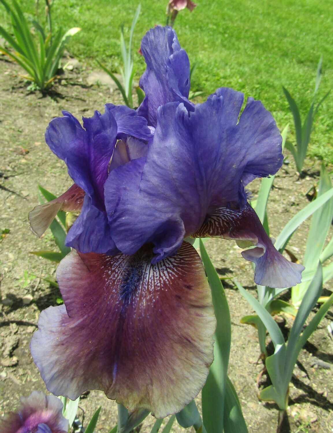 COMIC OPERA Tall Bearded Iris