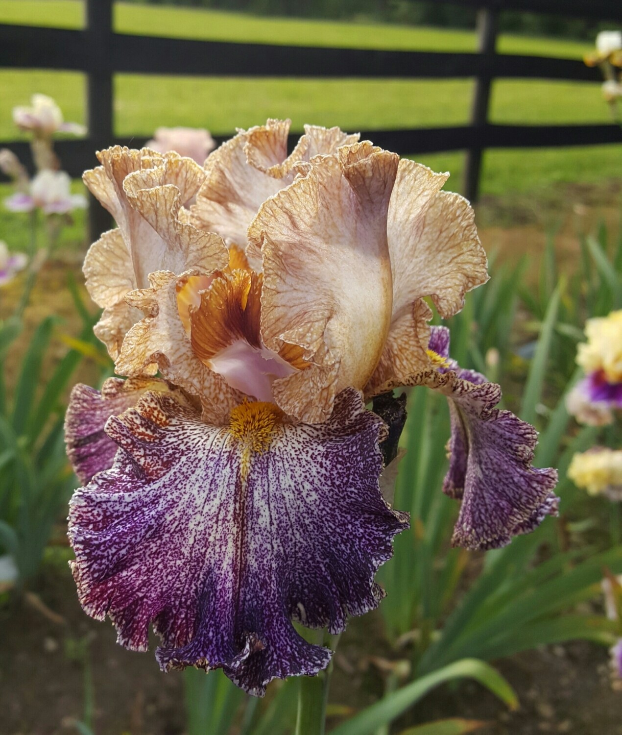 DIPPED IN DOTS Tall Bearded Iris