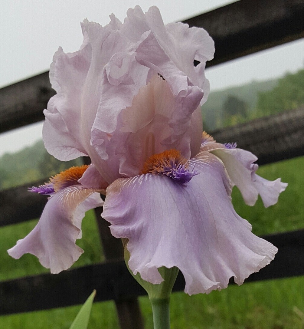 AWESOME ALEX Tall bearded iris