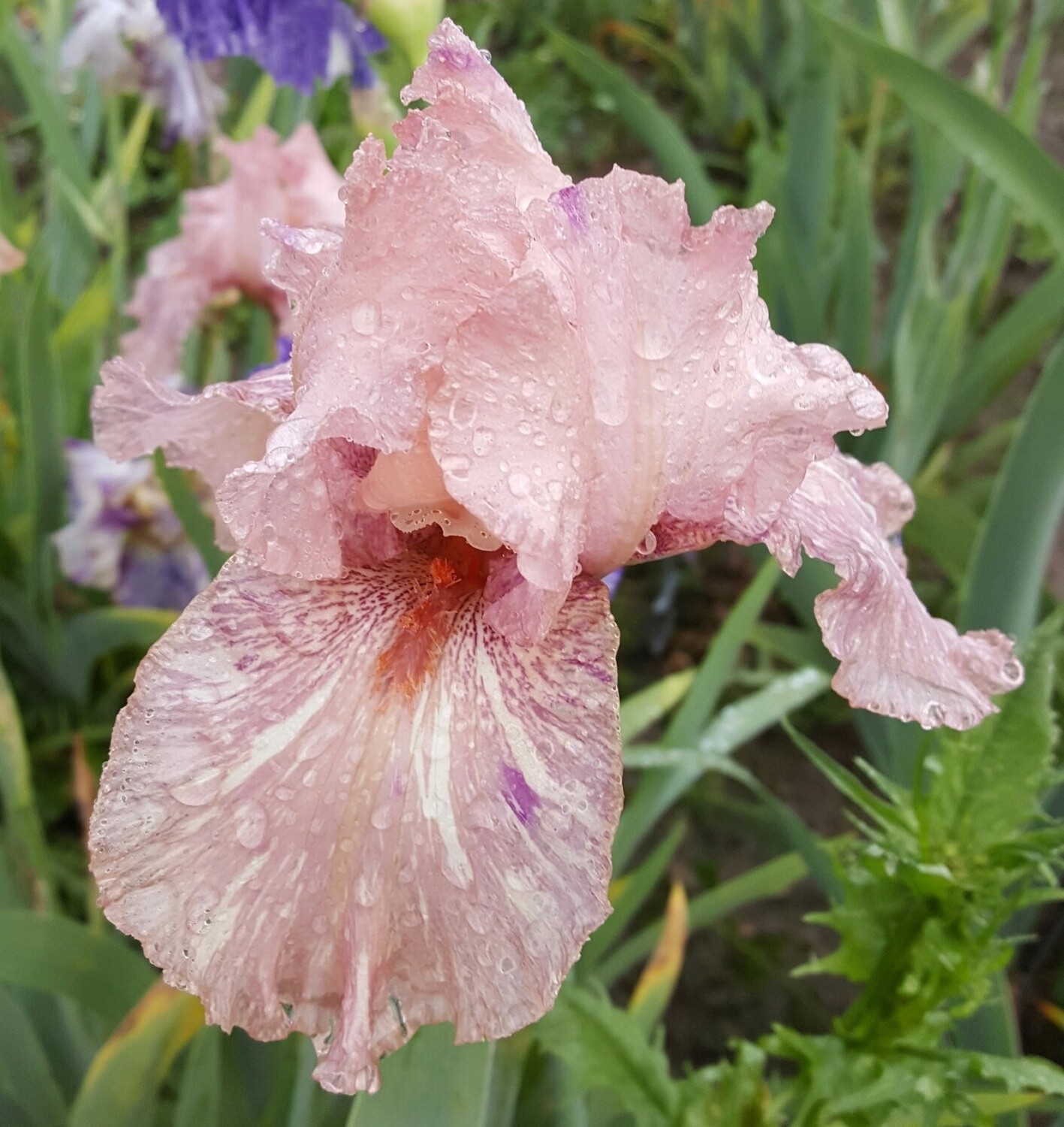BABOON BOTTOM tall bearded iris broken color iris