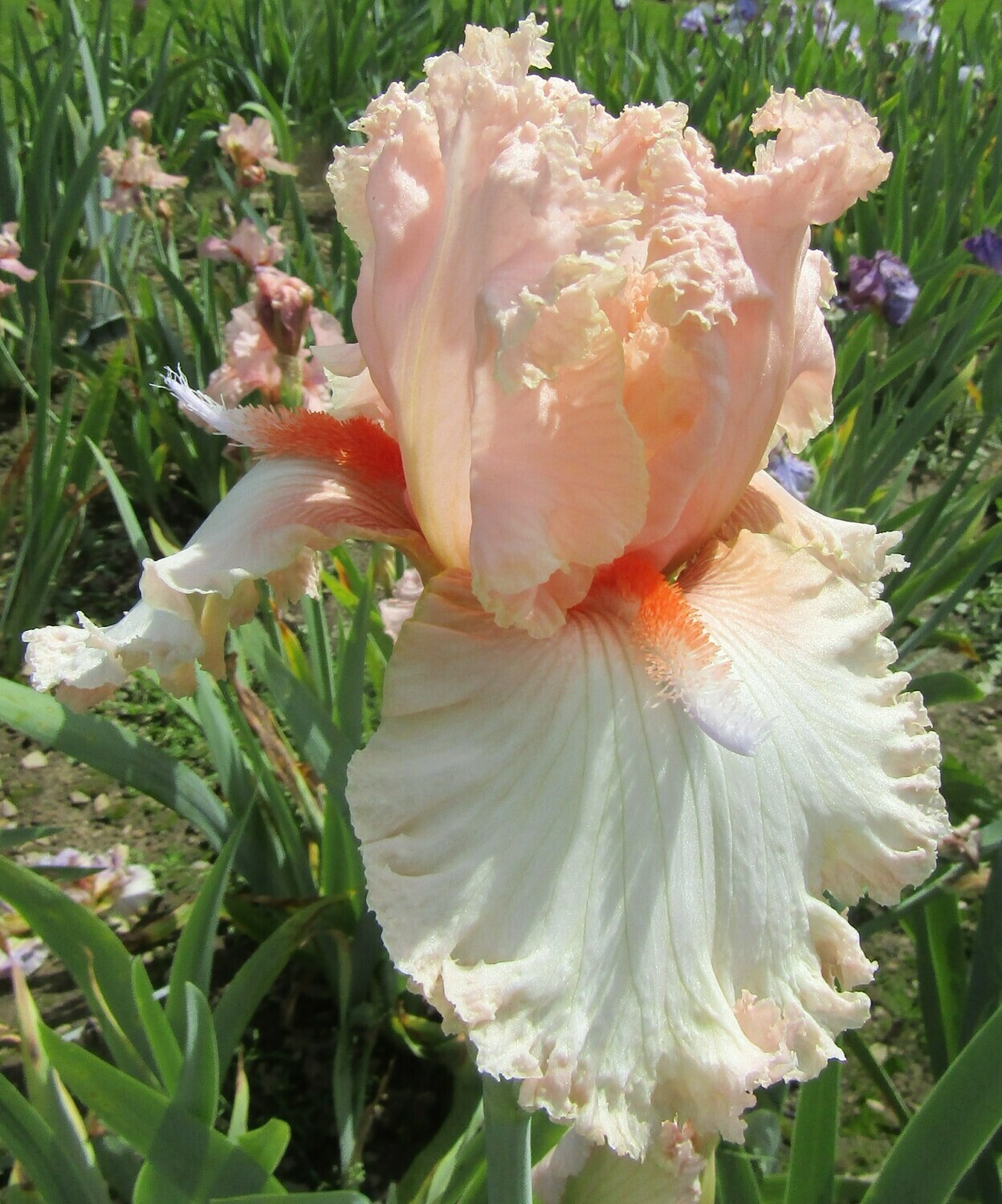 BARBARA'S LACE Tall bearded iris