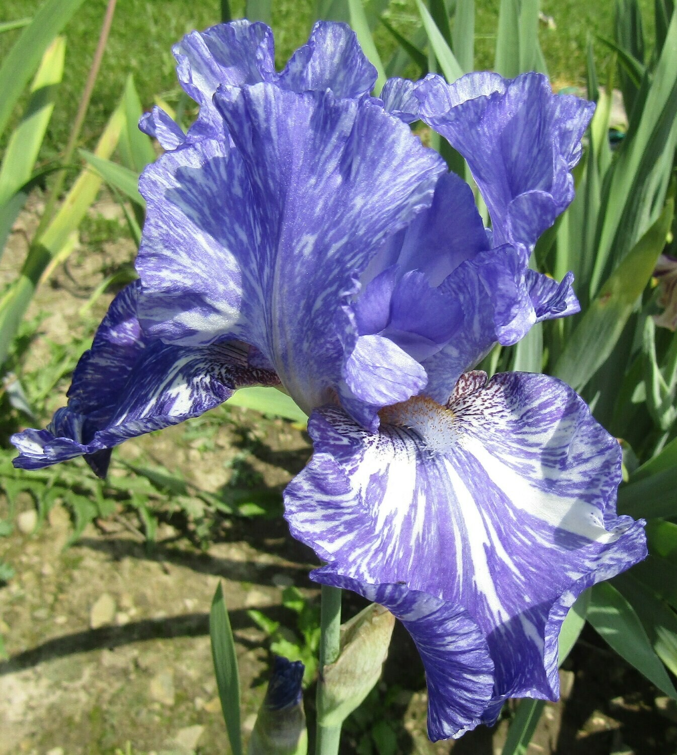 BLUTIQUE Broken Color Iris
