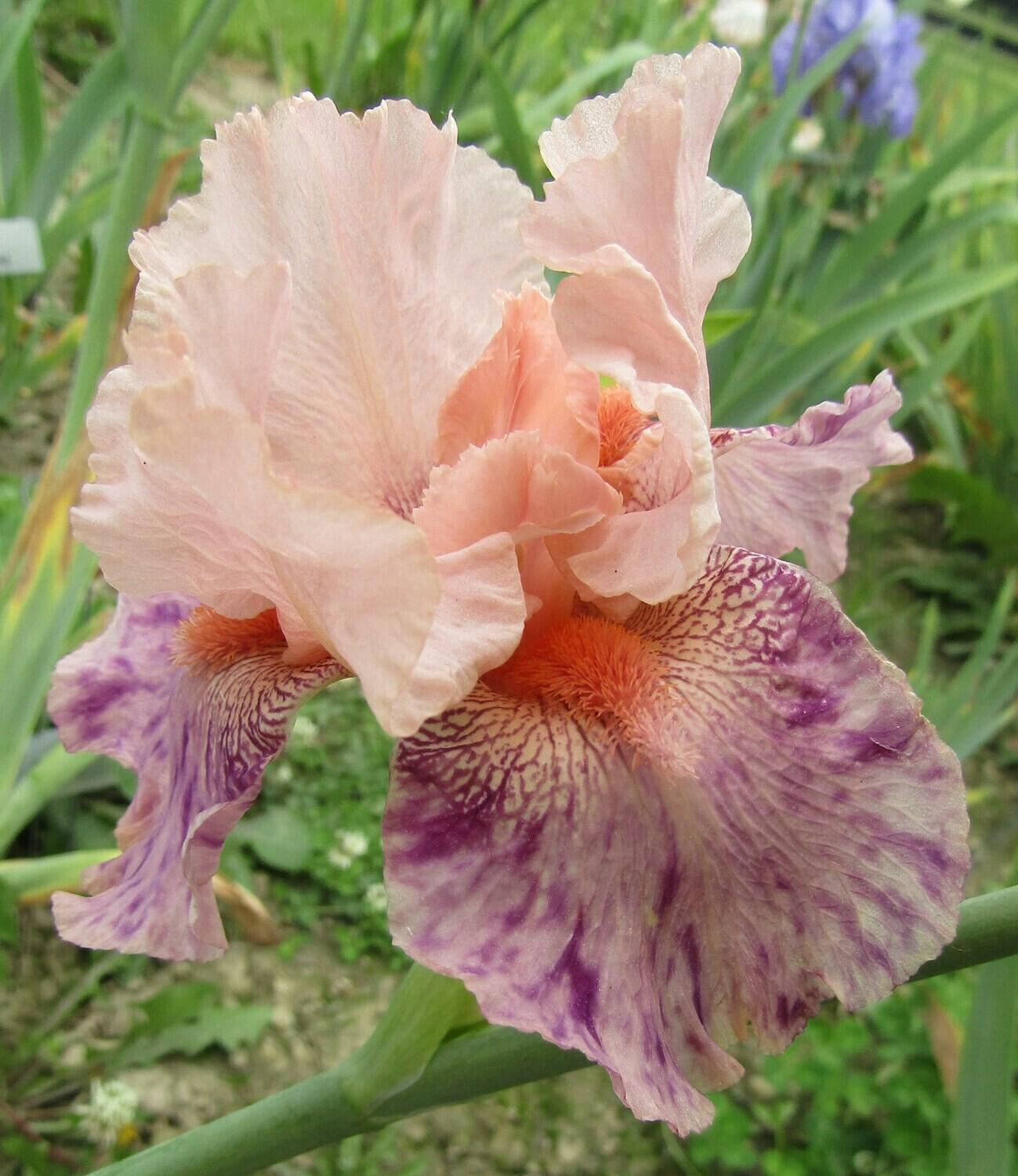 BROKE AGAIN Broken Color Iris