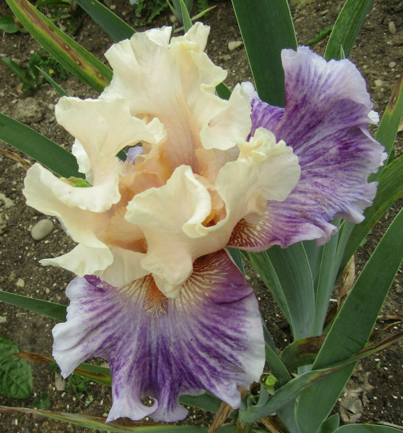 Devilicious Tall Bearded Iris