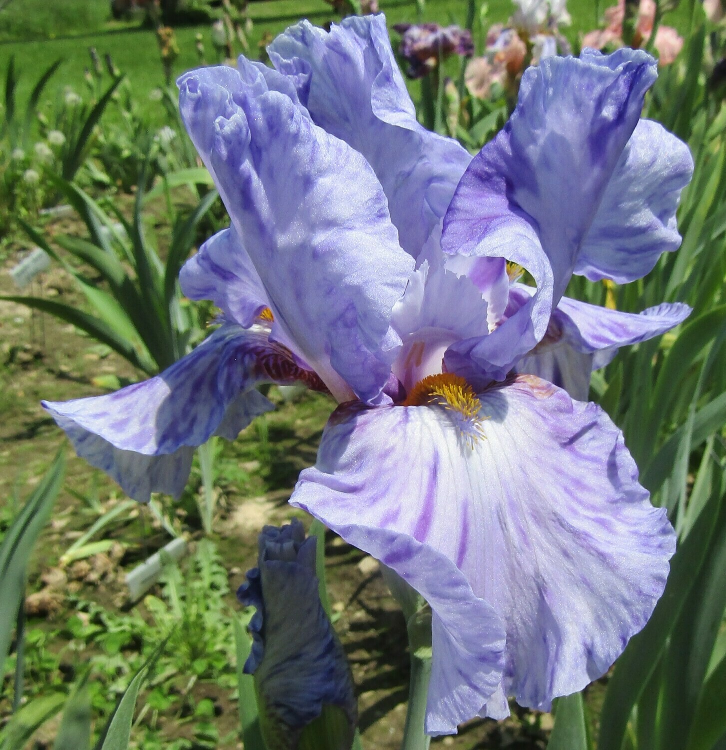 ELAINEALOPE Broken Color Iris