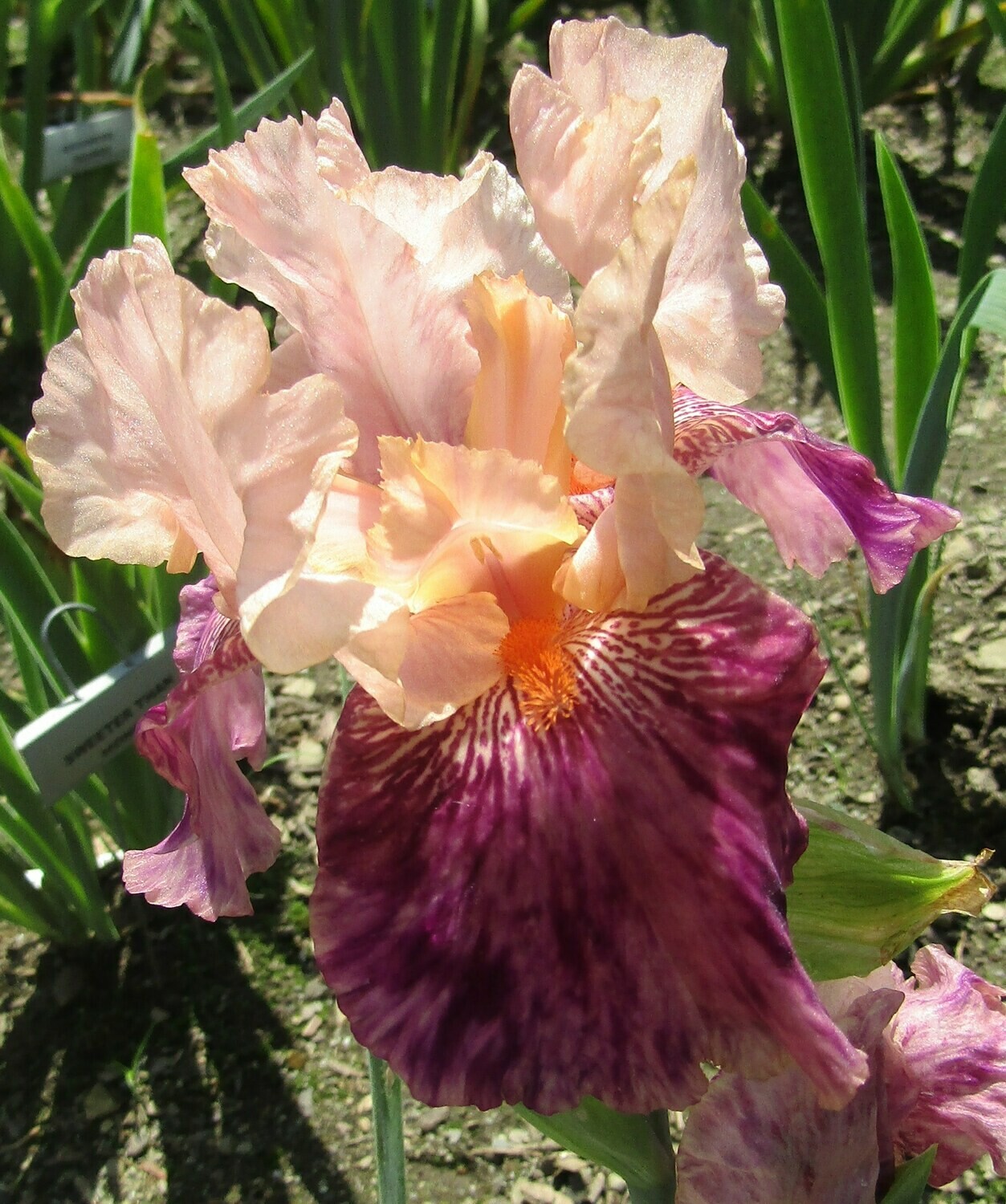 FLAMINGO GRINGO Broken Color Iris