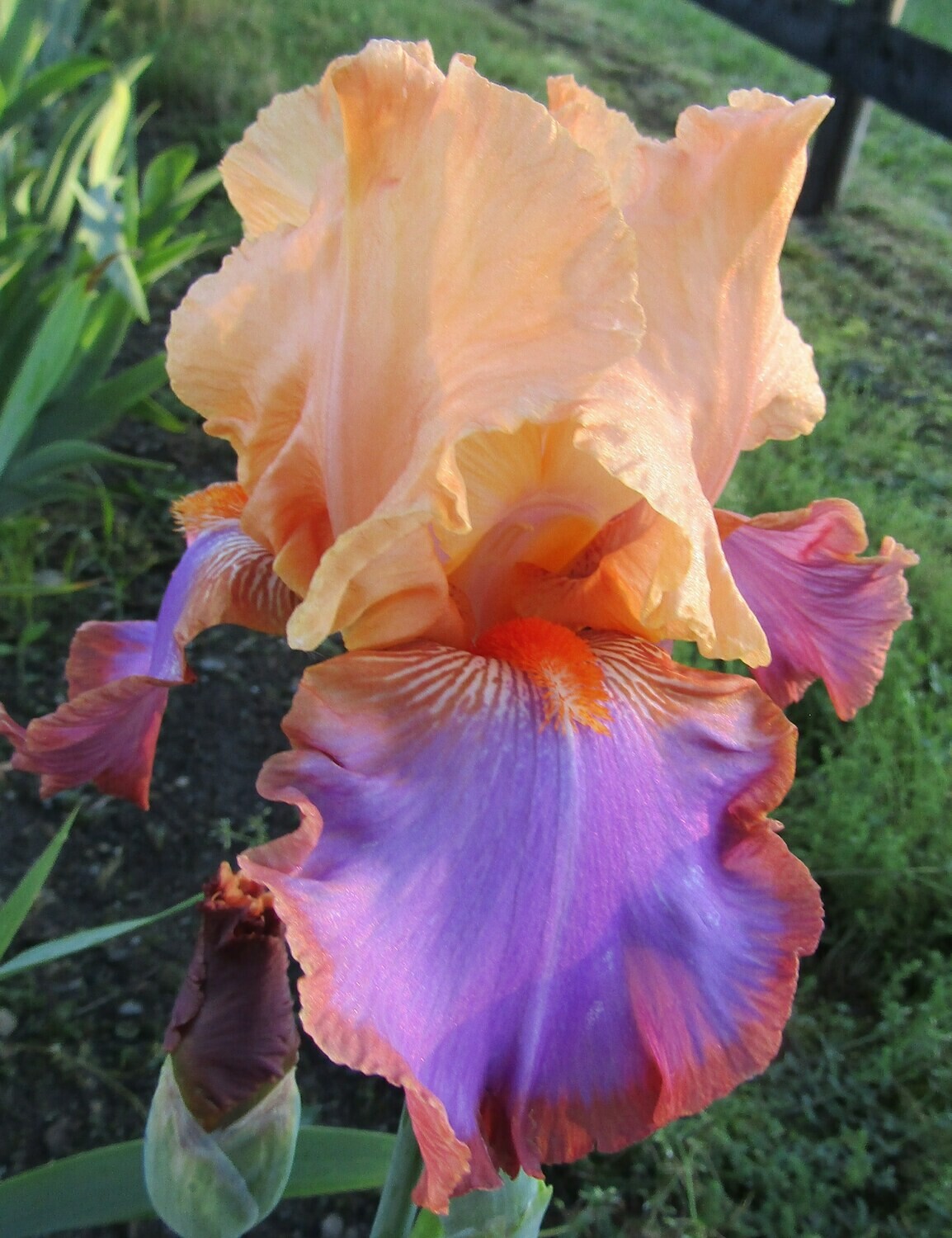 GRAND CANYON SUNSET Tall Bearded Iris