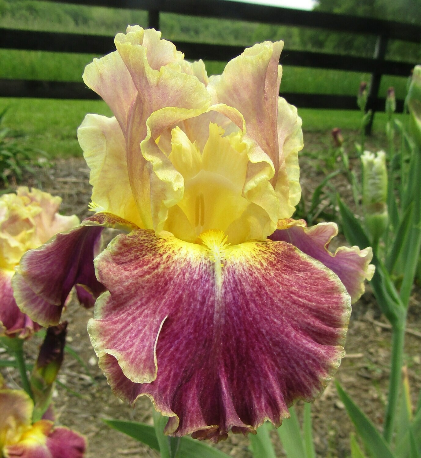 HIGH MASTER Tall Bearded Iris