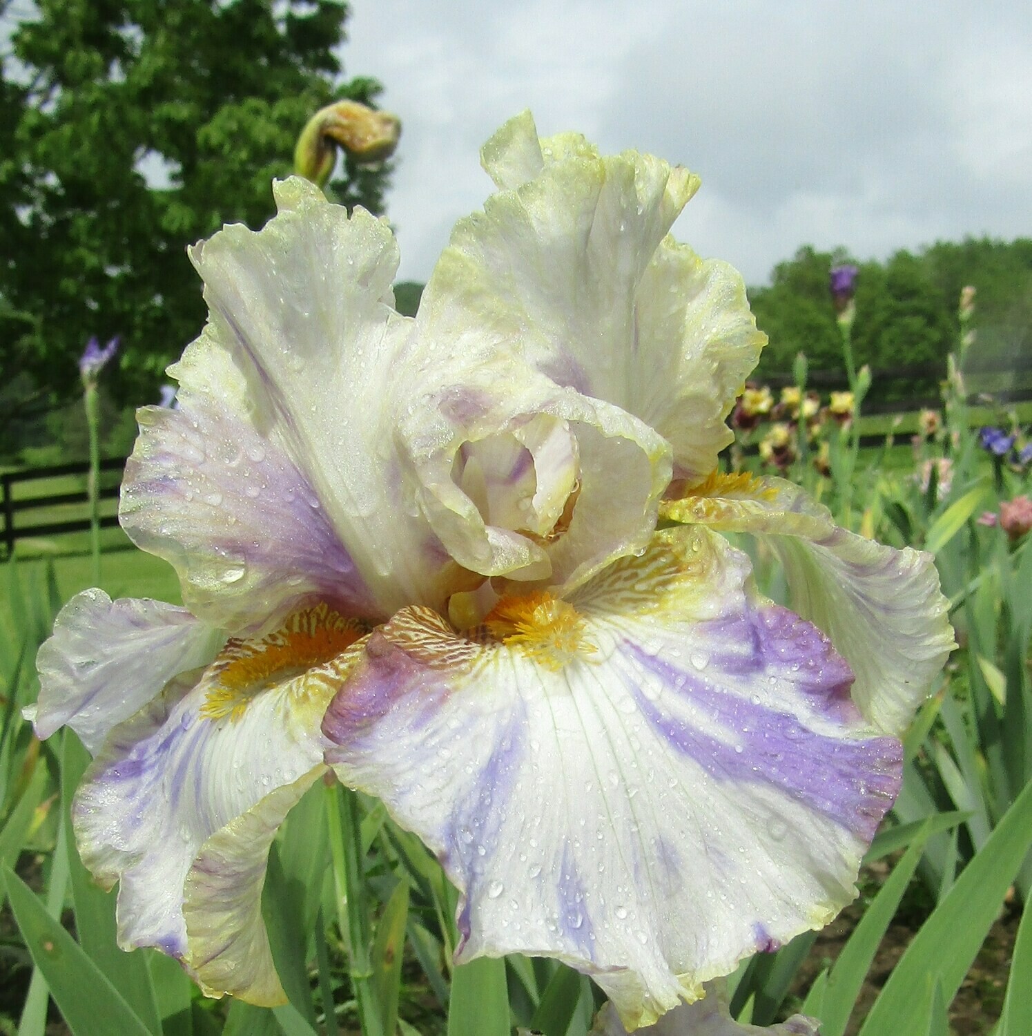 HOLY KOSMOLY Broken Color Iris