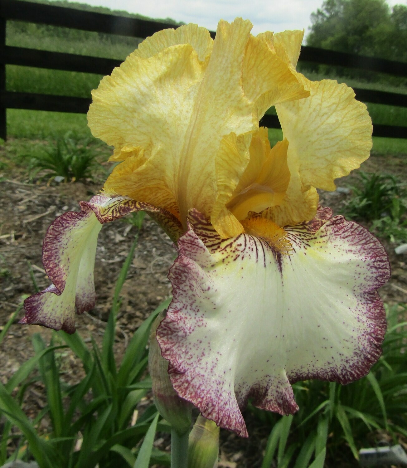 Instructor Tall Bearded Iris
