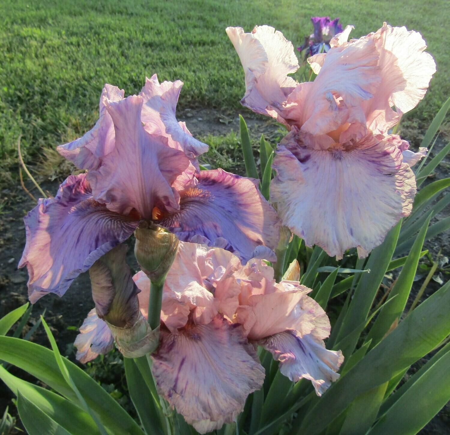 JILTED broken Color Iris