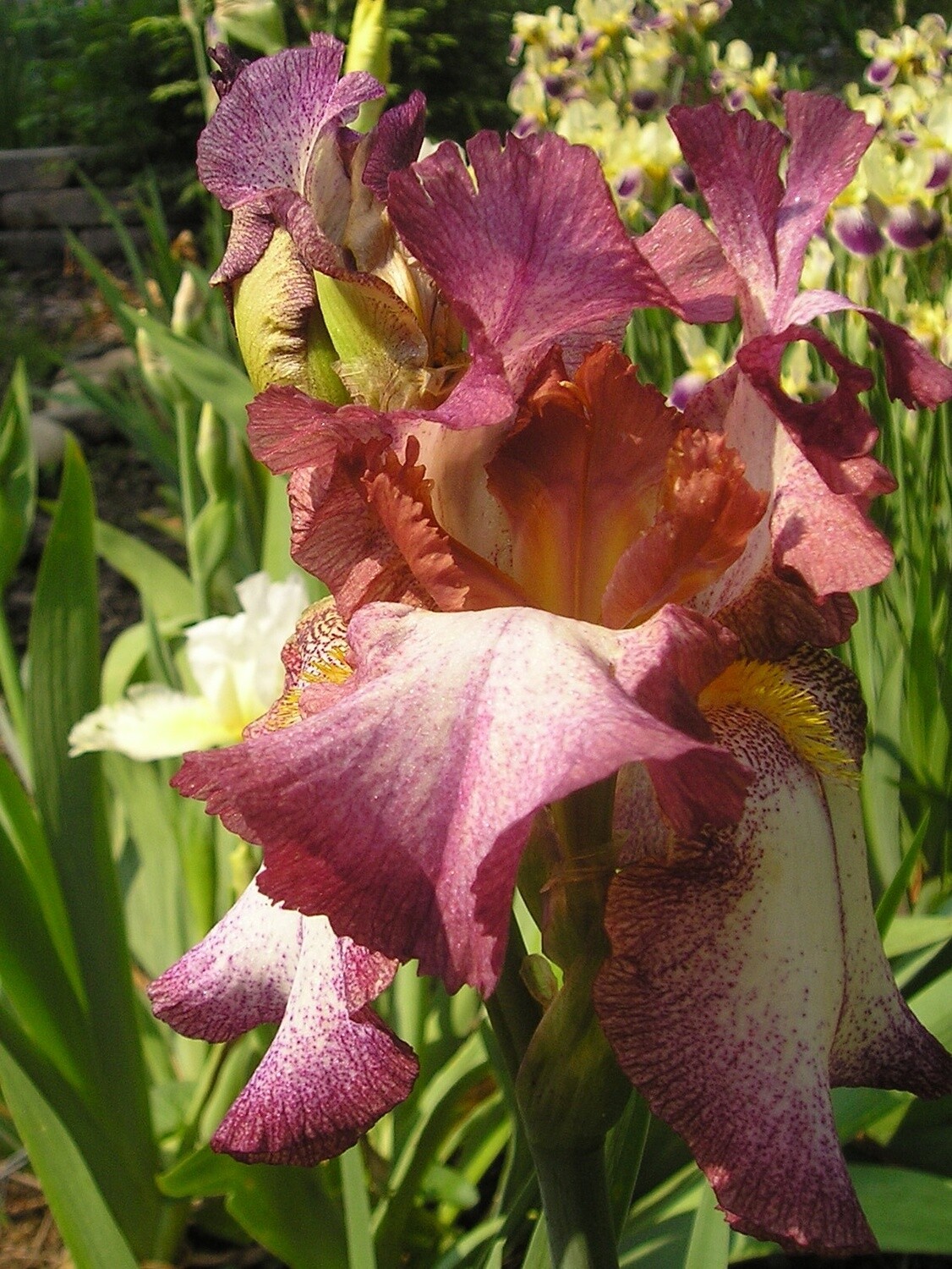 Memphis Lass Tall Bearded Iris