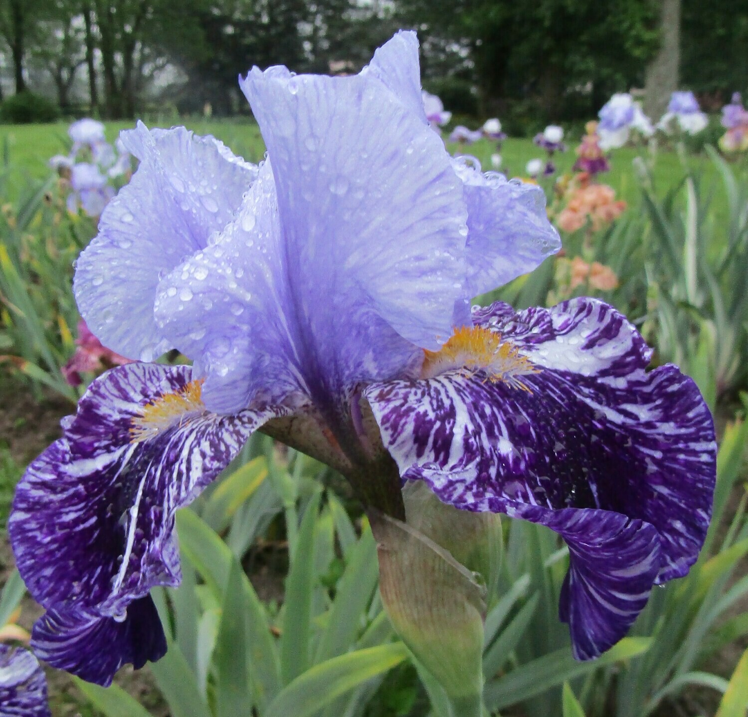 Millennium Falcon Broken Color Iris