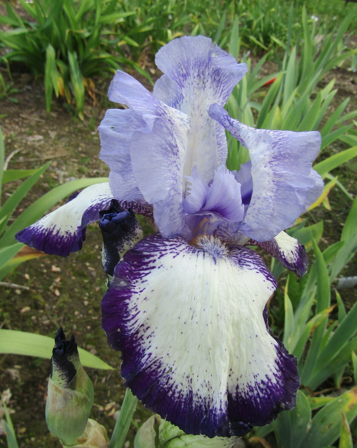 On Edge Tall Bearded Iris