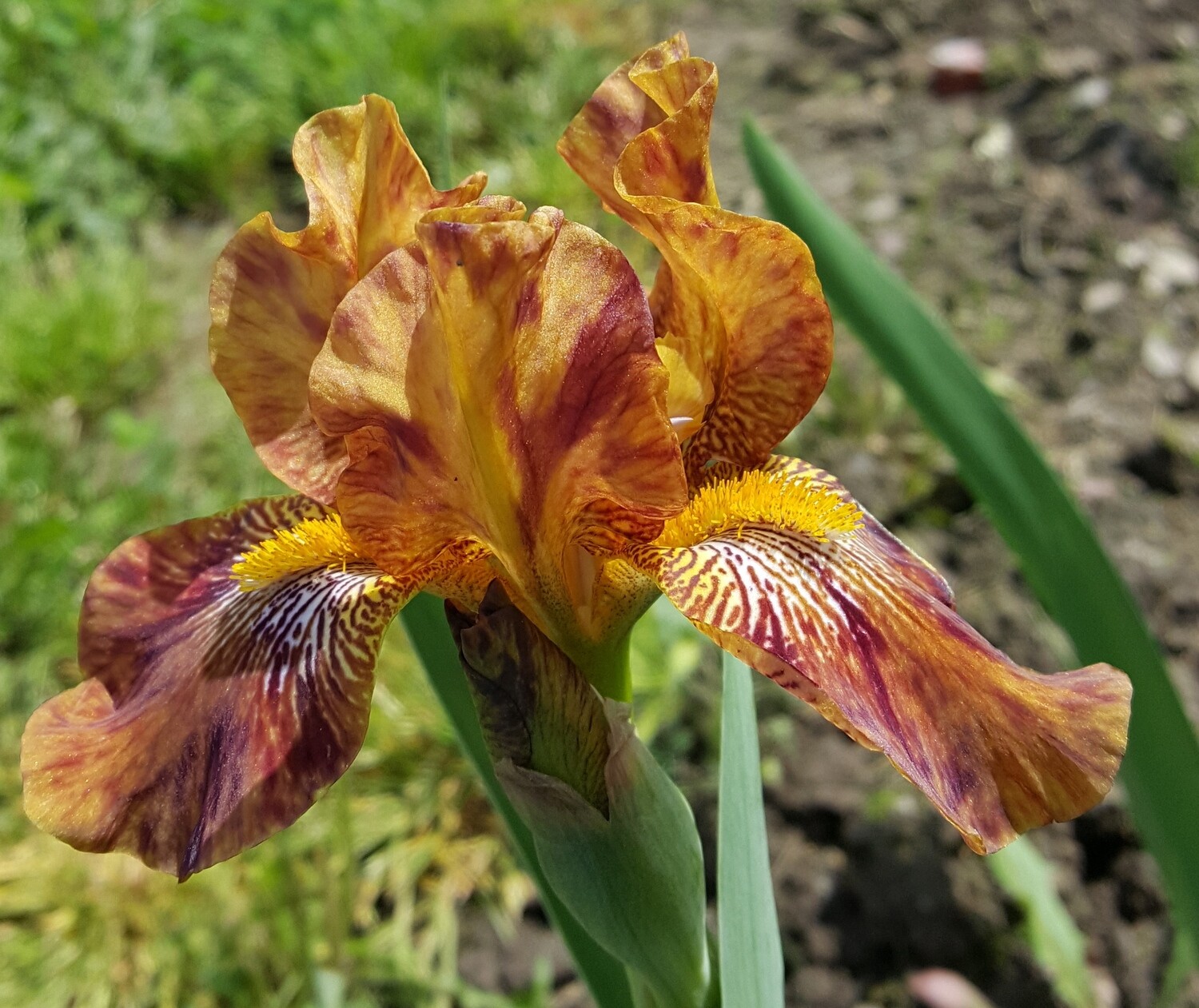 PEPPERED LEOPARD Broken Color Iris