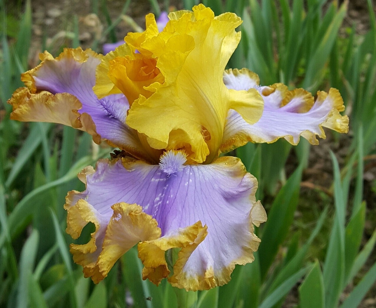 POINT OF INTEREST Tall Bearded Iris