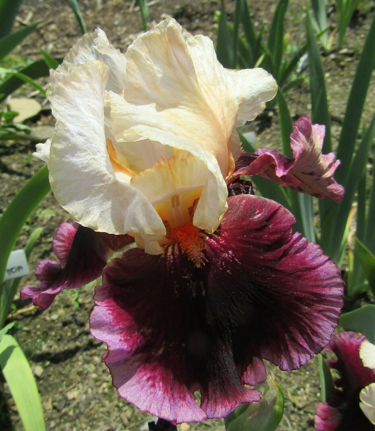 RASPBERRY SWIRL Tall Bearded Iris