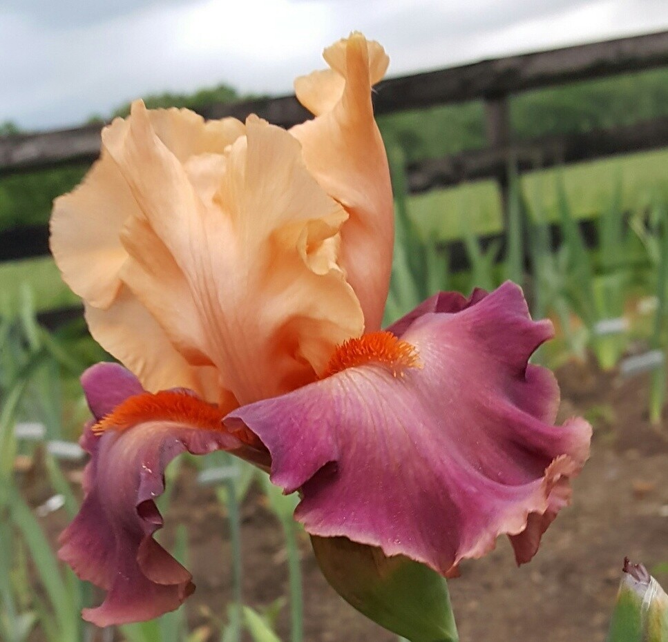 RIO Tall Bearded Iris