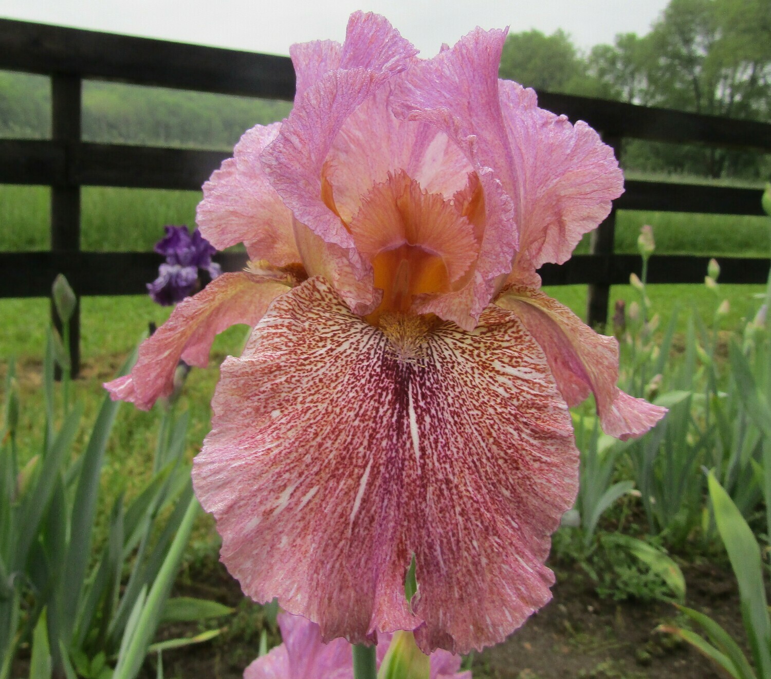 Broken Color Iris - SPLASH DANCE