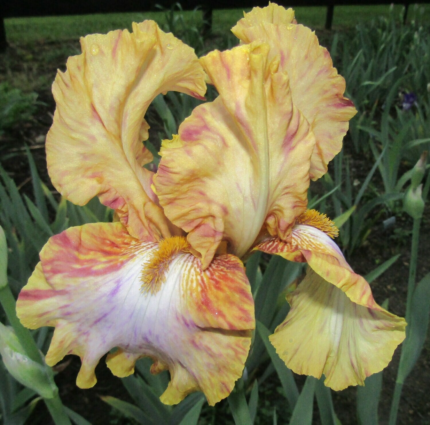 TOUCAN TANGO Broken Color Iris