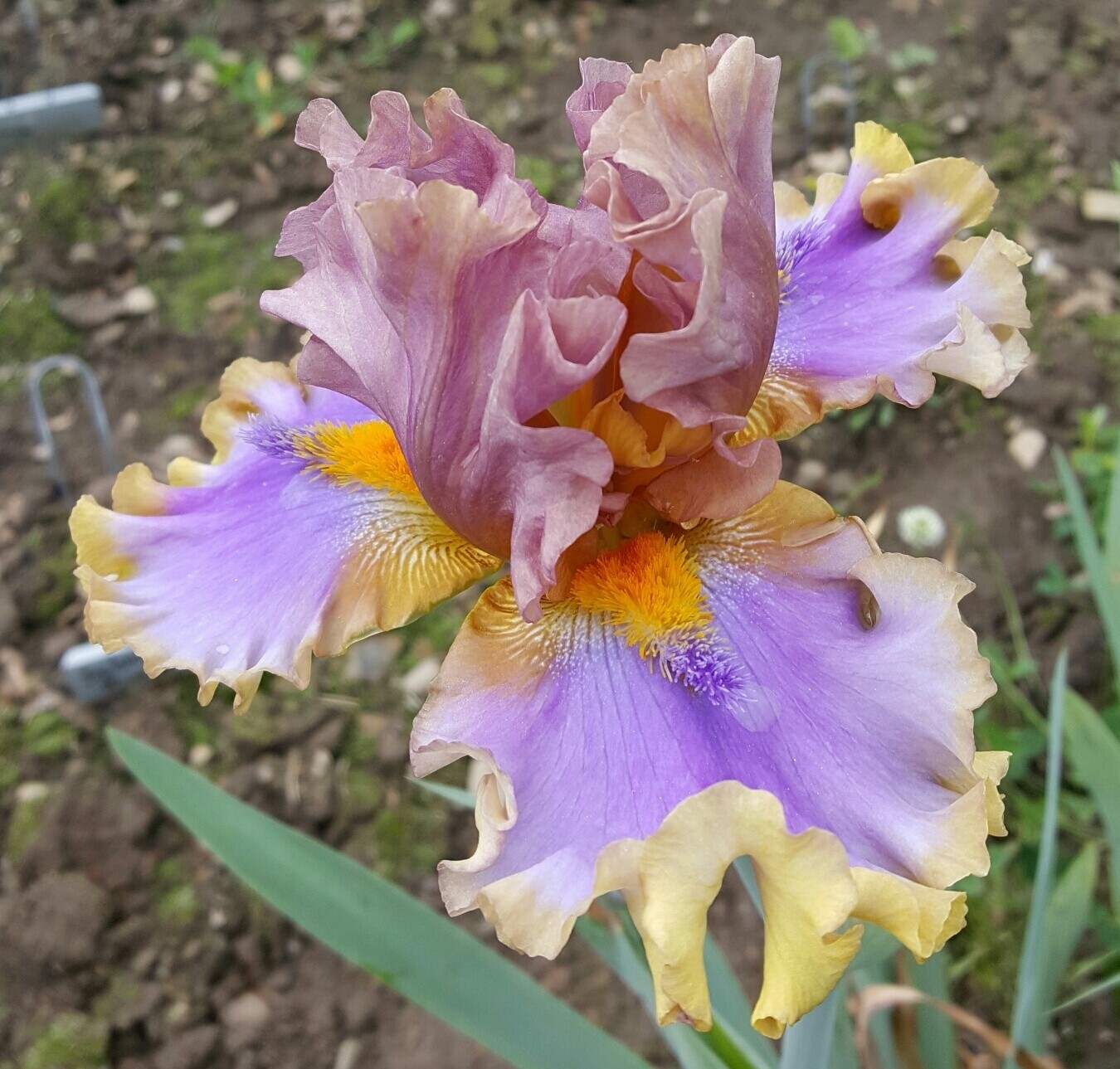 WESTERN EDGE Tall Bearded Iris