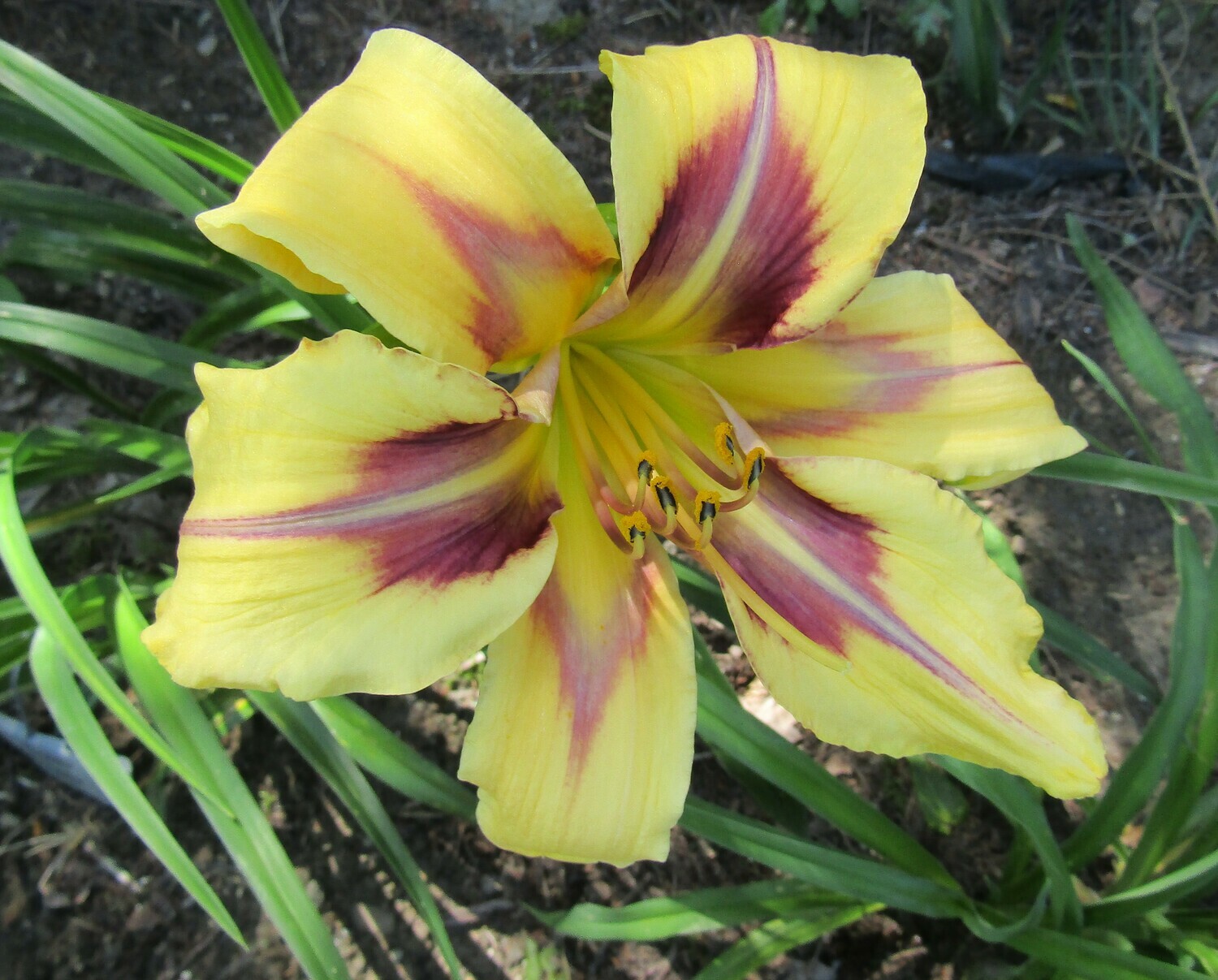 Daylily FLIGHT PATTERN