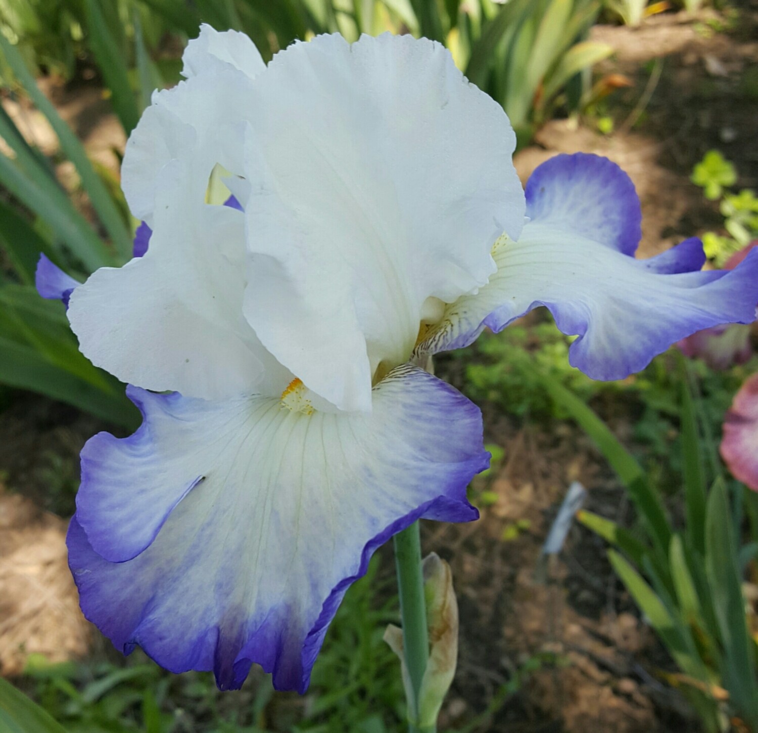 Queen's Circle Tall Bearded Iris