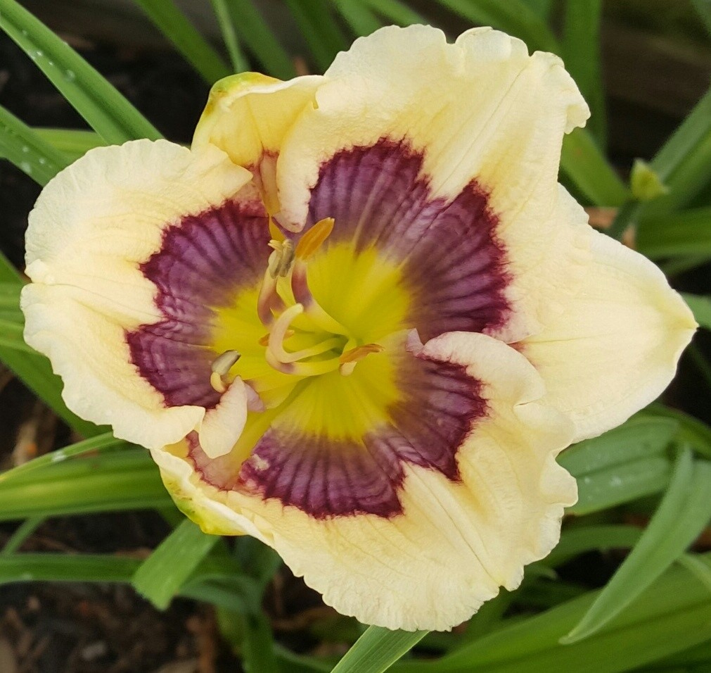Daylily DIME STORE MAGIC