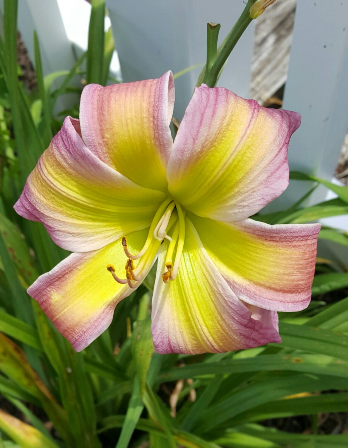 Daylily SYMPHONY OF COLOR