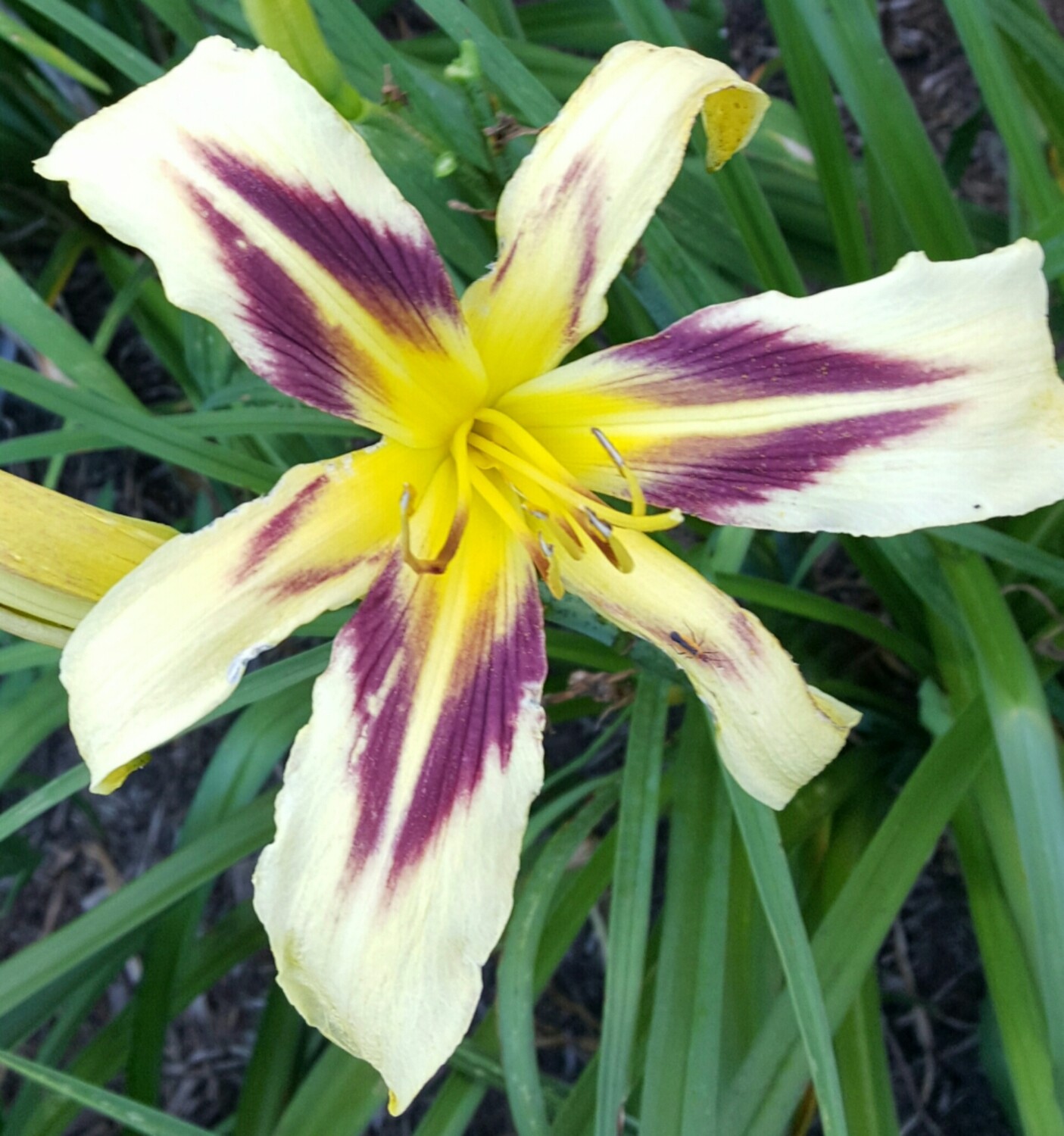 Daylily PURPLE OSTRICH