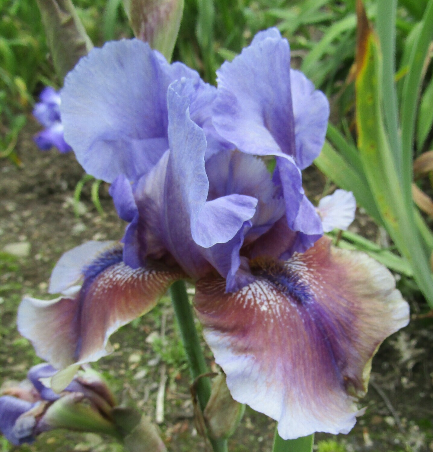 COMIC OPERA Tall Bearded Iris