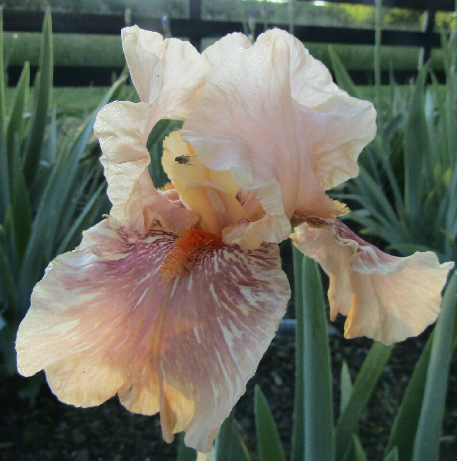 HYENASICLE Broken Color Iris