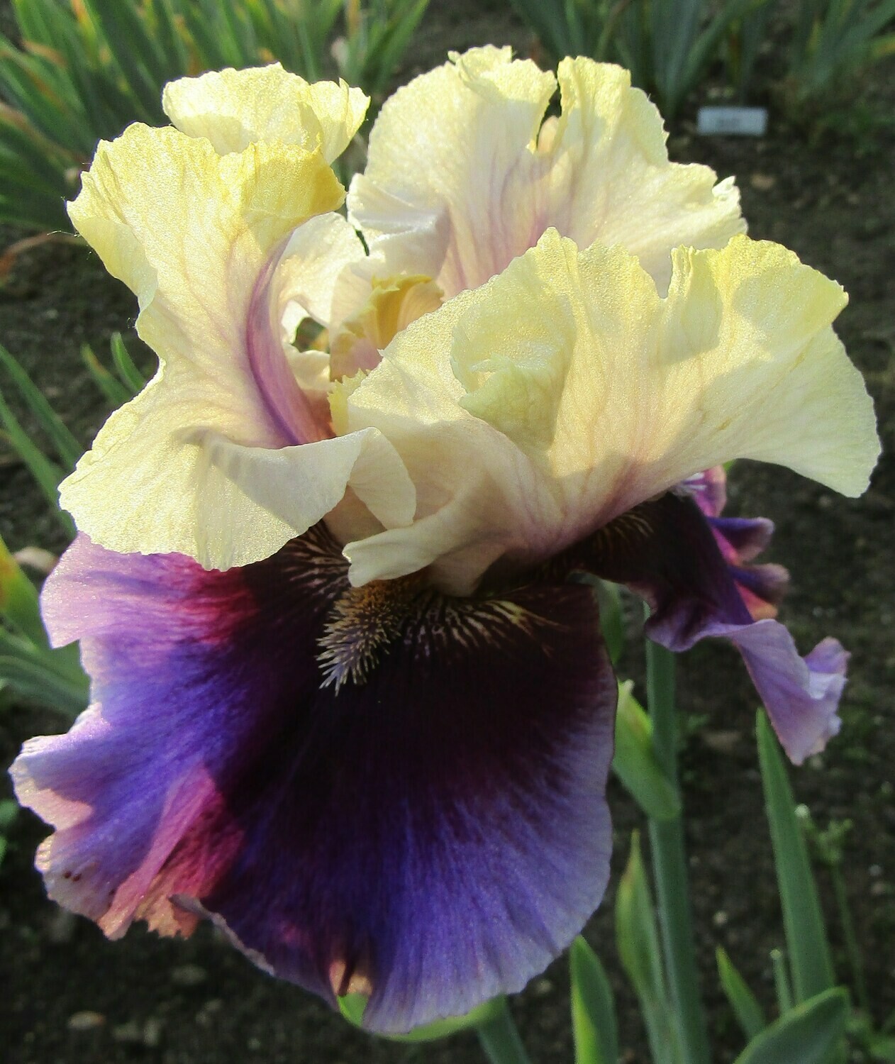 LET'S ROMP Tall bearded Iris