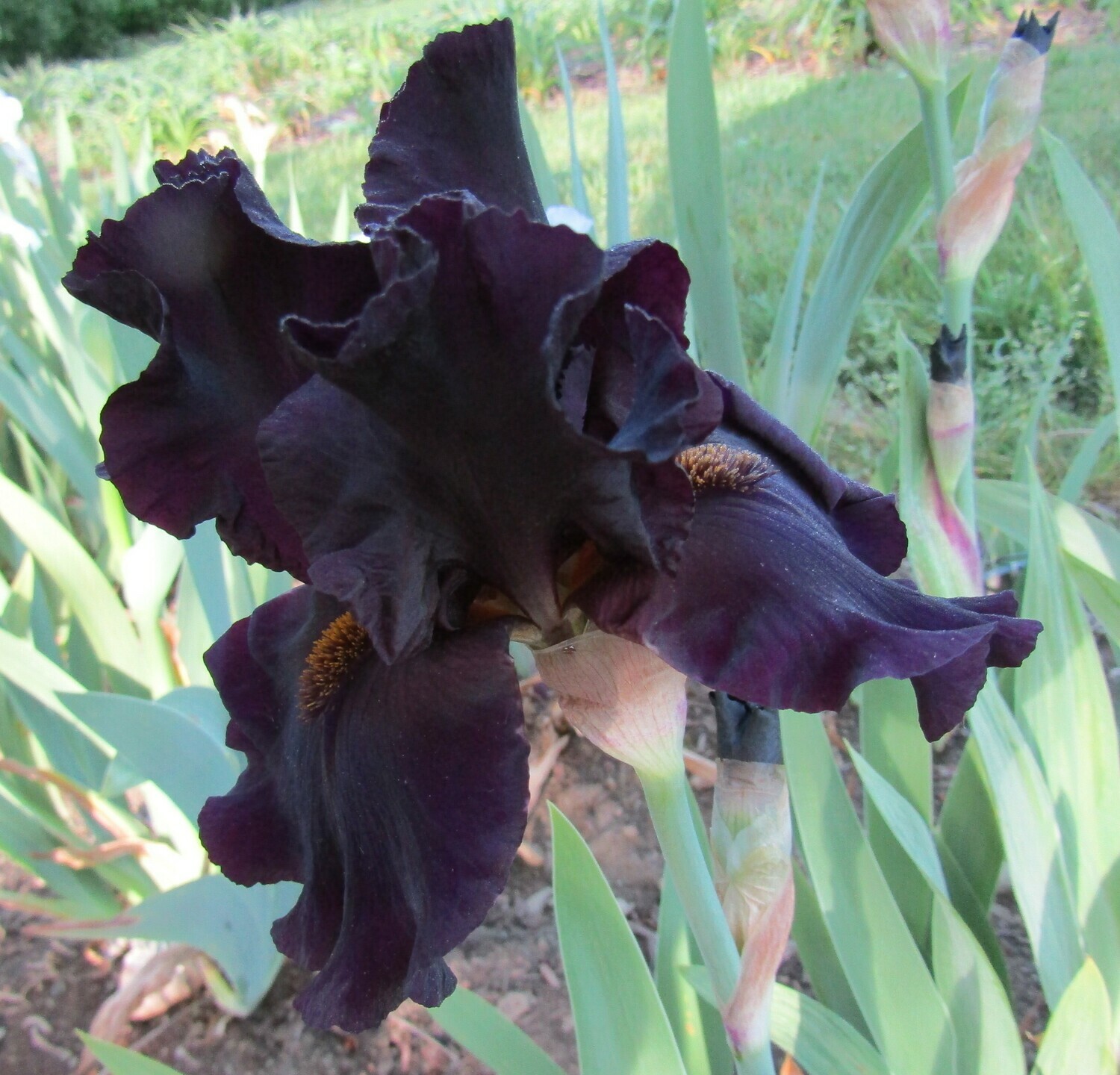 Men in Black Tall Bearded Iris