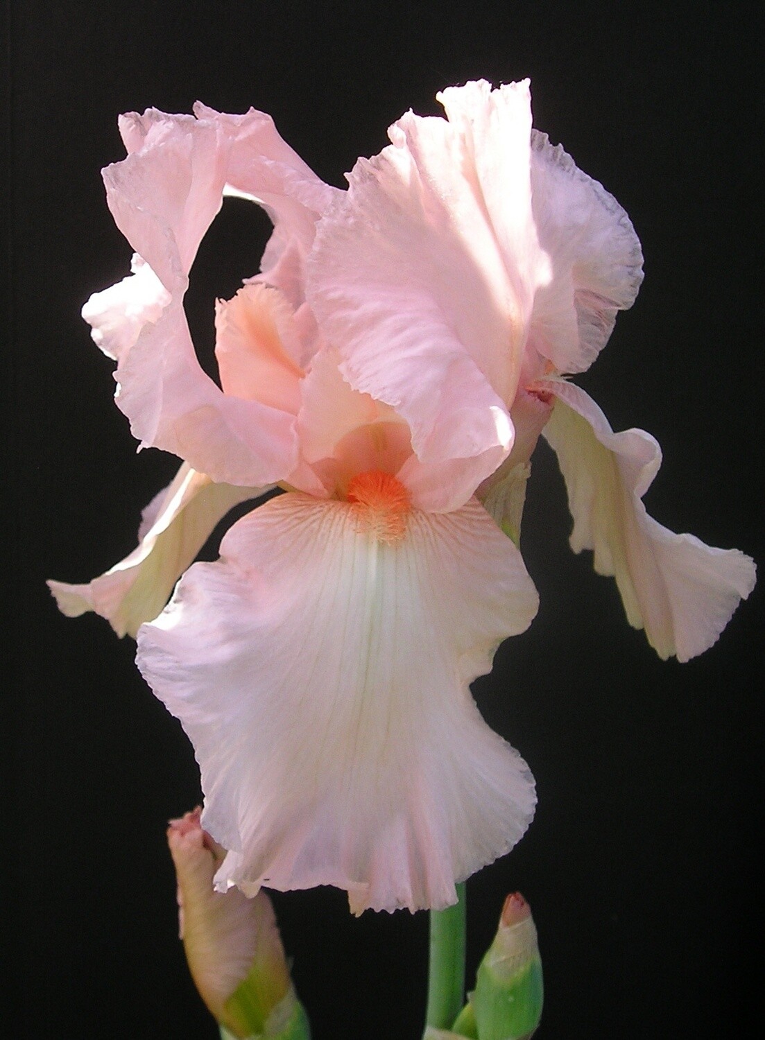 Pink Horizon Tall Bearded Iris