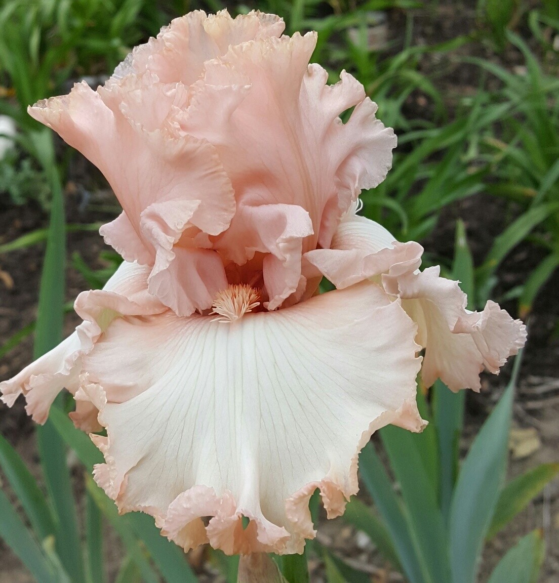 UNCONDITIONAL LOVE Tall Bearded Iris