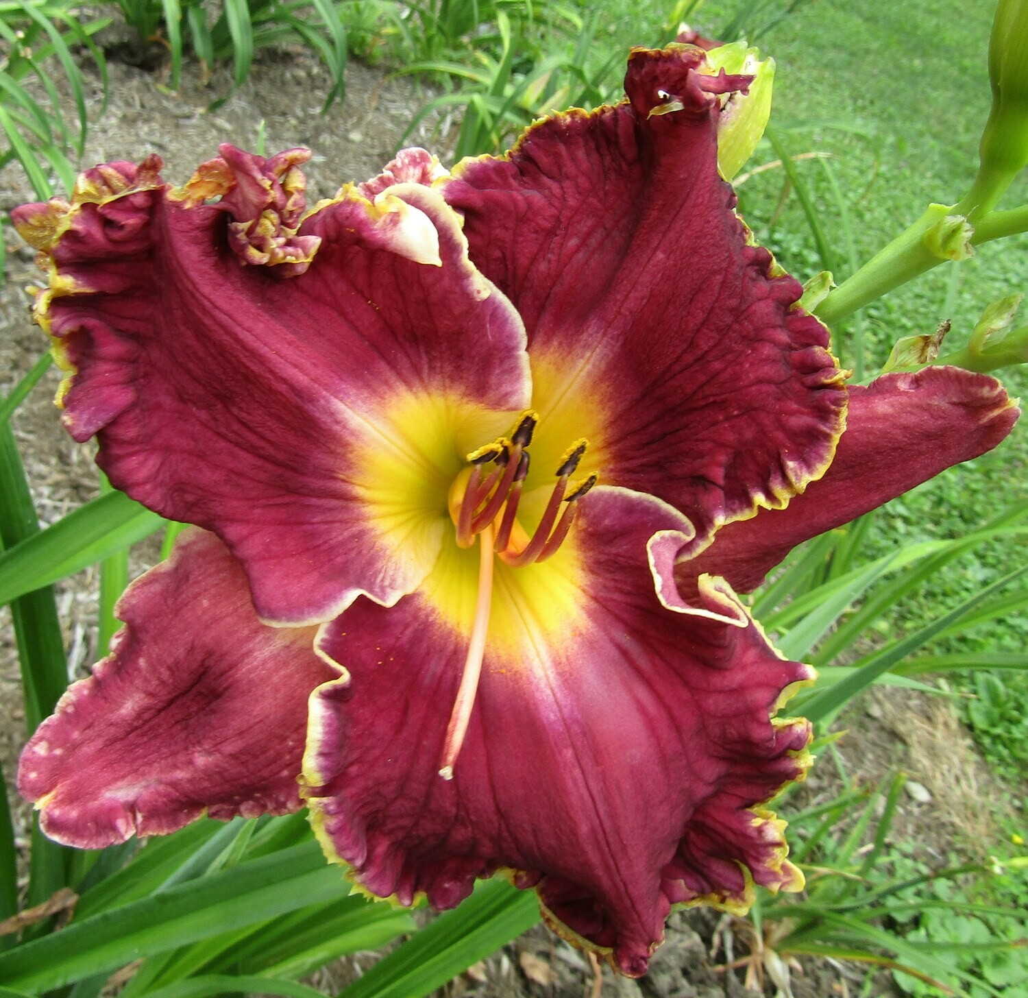 Daylily MAGNIFICENT GRAPE