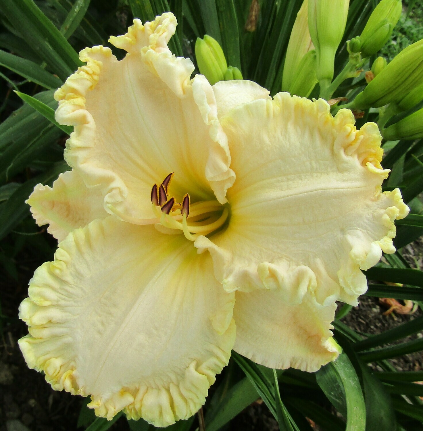 Daylily MOONLIT GOLD