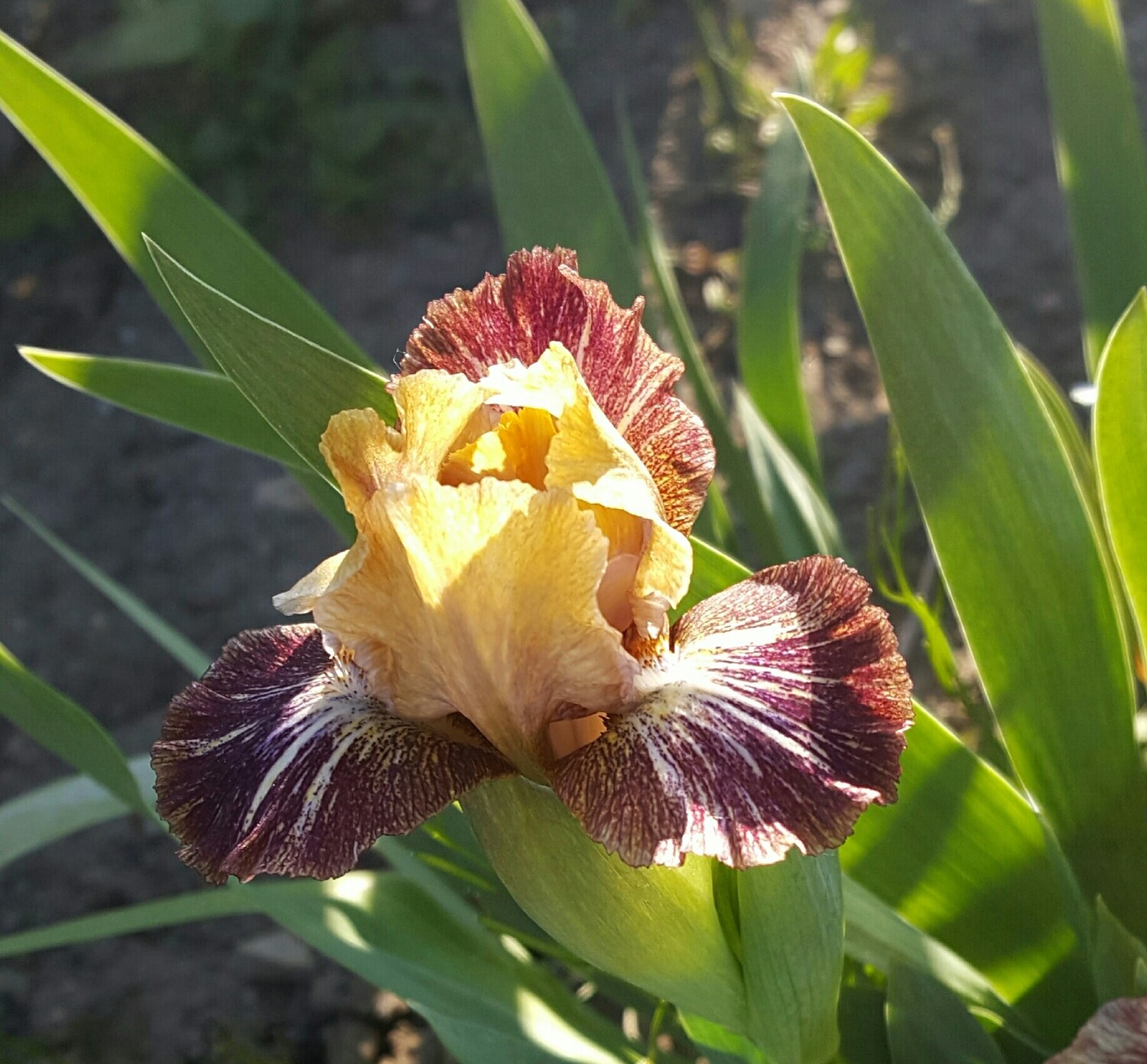 Broken Color Iris - CIRCUS ACT